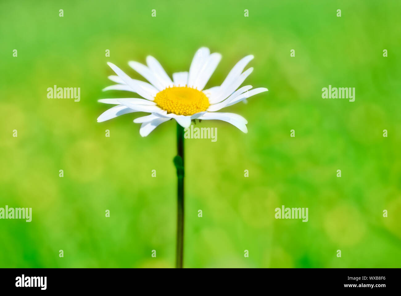 Summer landscape with daisy Stock Photo - Alamy