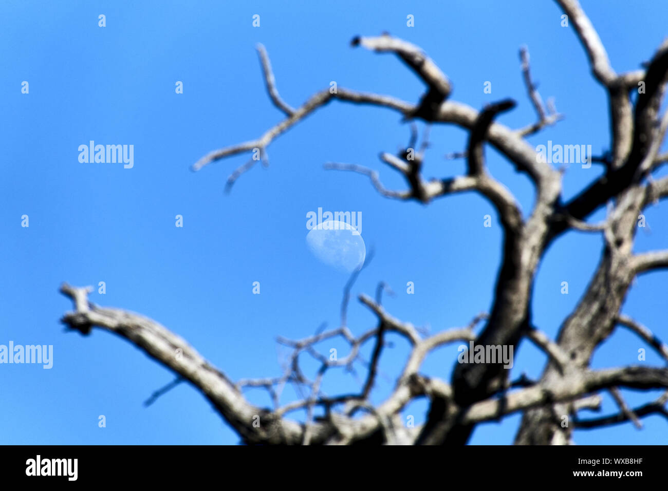 Branches of a dead tree in front of the moon Stock Photo - Alamy