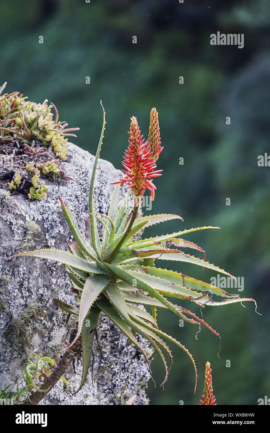Aloe plant on a rock Stock Photo - Alamy