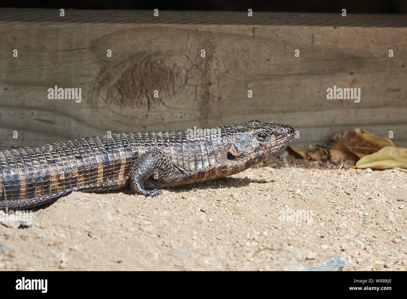 Plated lizard in South Africa Stock Photo - Alamy