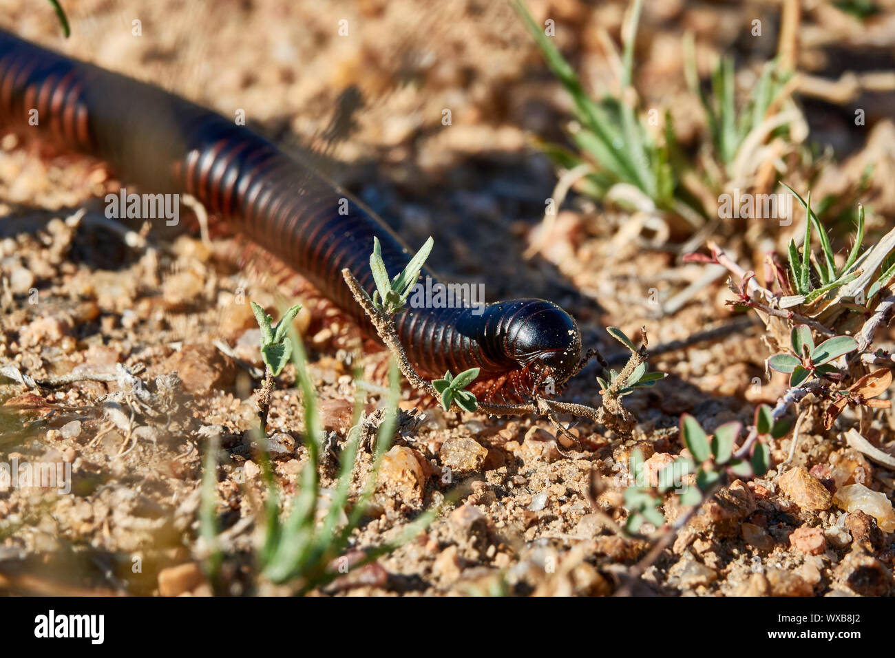 Myriapoda High Resolution Stock Photography and Images - Alamy
