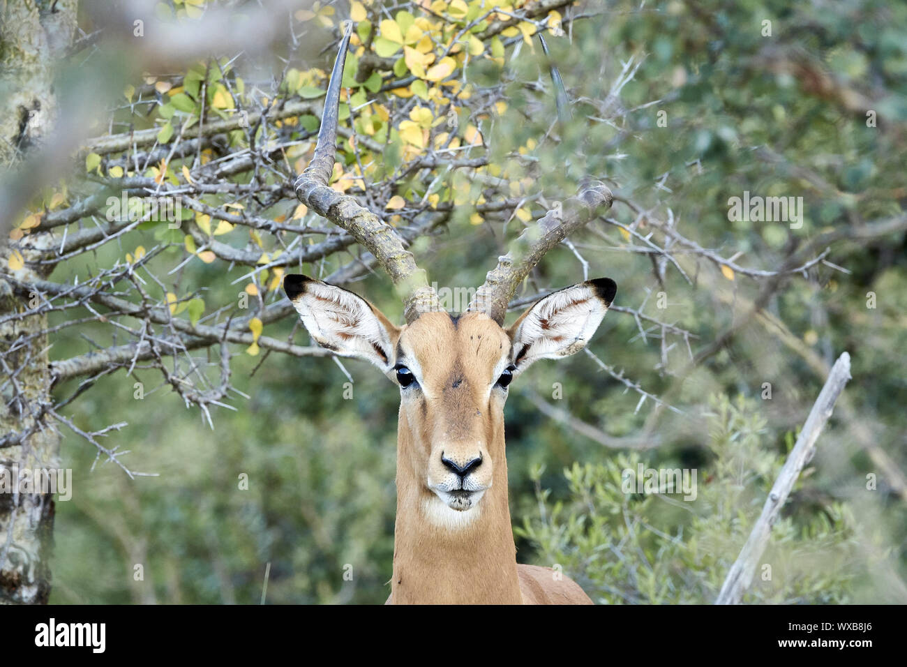 Common impala hi-res stock photography and images - Alamy