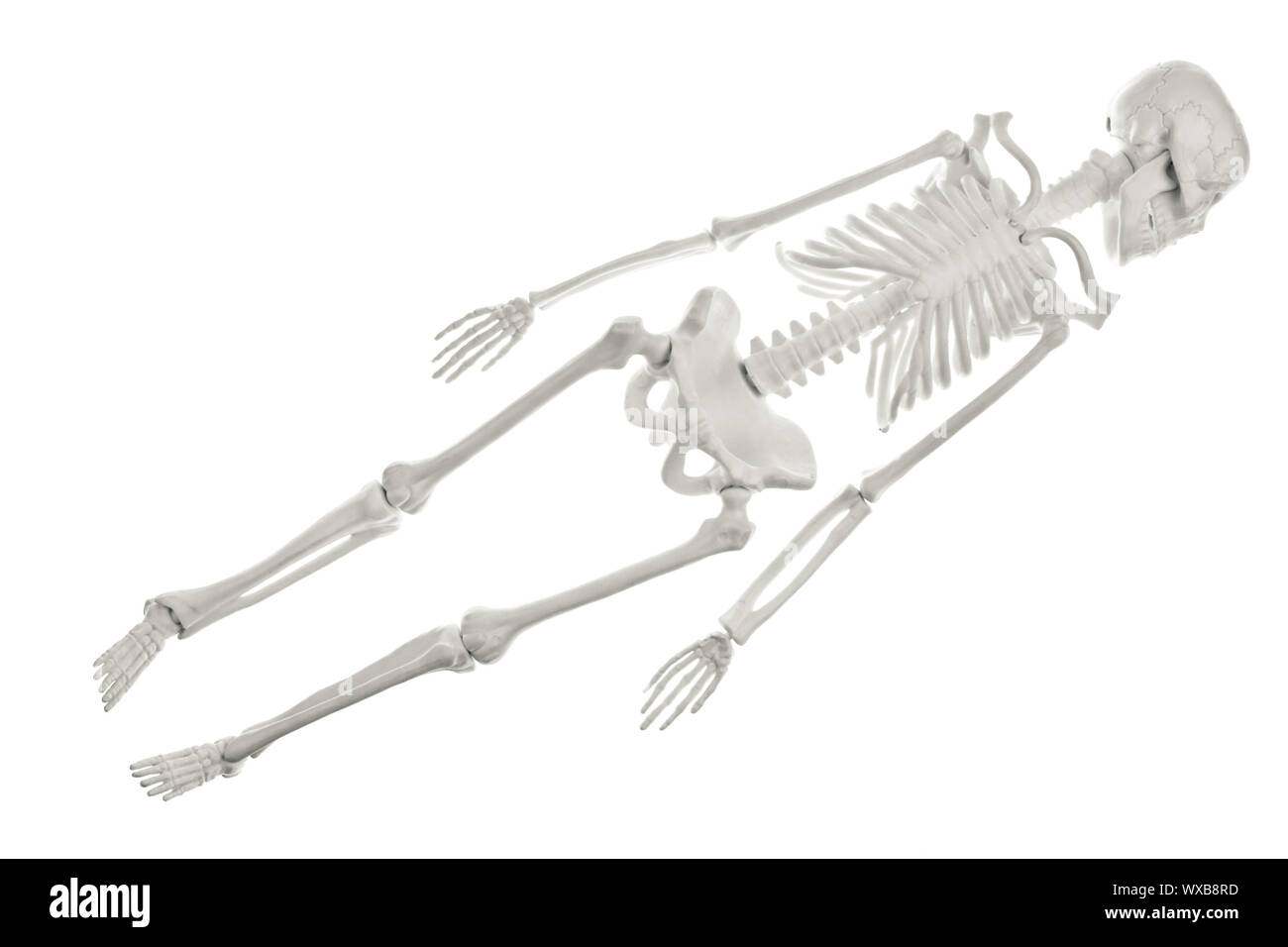Plastic human skeleton model on white background Stock Photo - Alamy