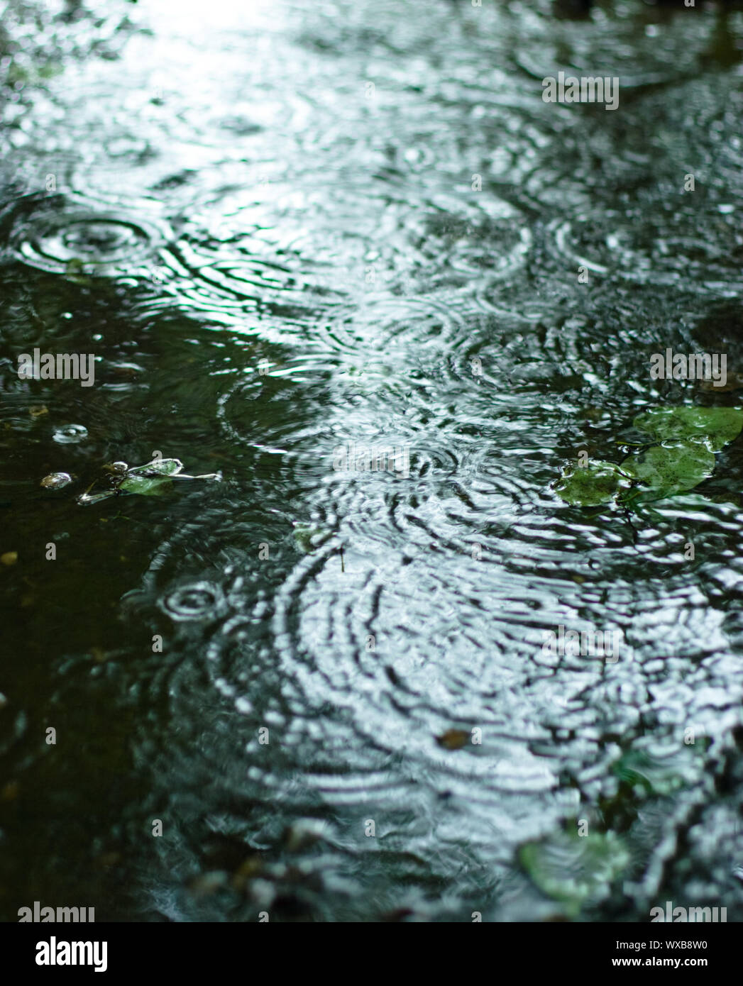 Rain drops rippling in a puddle Stock Photo - Alamy