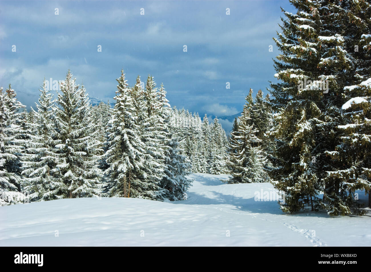 Fir trees covered with snow on a winter mountain at French Alps Stock ...