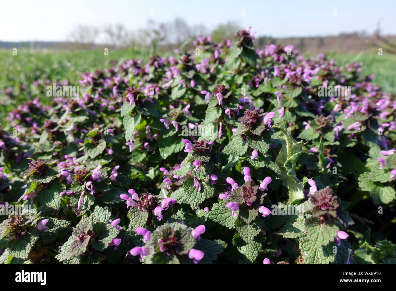 red dead-nettle, purple dead-nettle, red henbit, purple archangel or ...