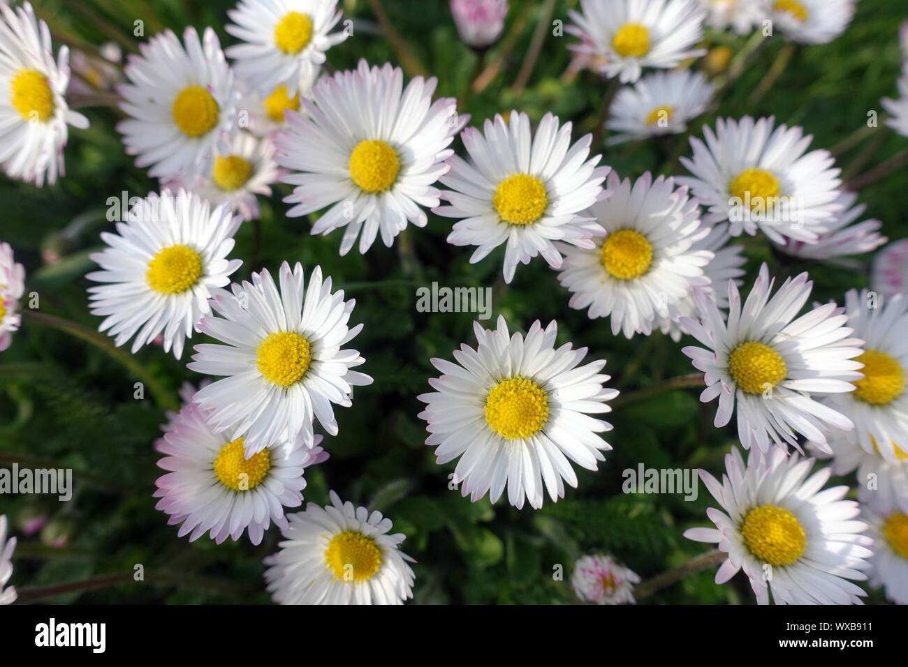 common daisy, lawn daisy or English daisy Stock Photo - Alamy