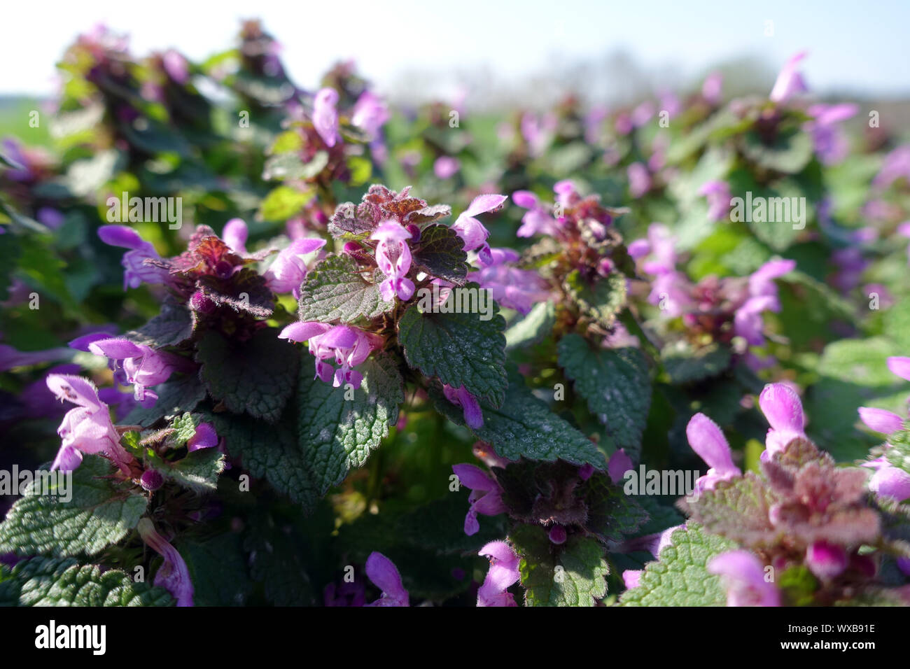 Laurium purpureum hi-res stock photography and images - Alamy