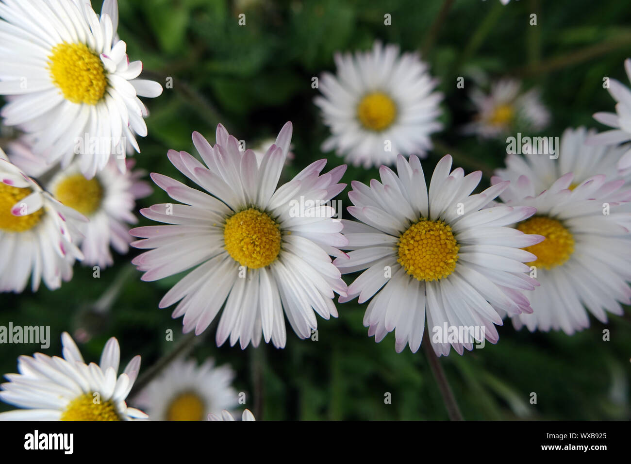common daisy, lawn daisy or English daisy Stock Photo - Alamy