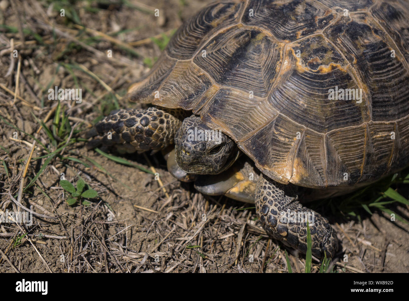 gopher tortoise at Azerbaijan border Stock Photo - Alamy