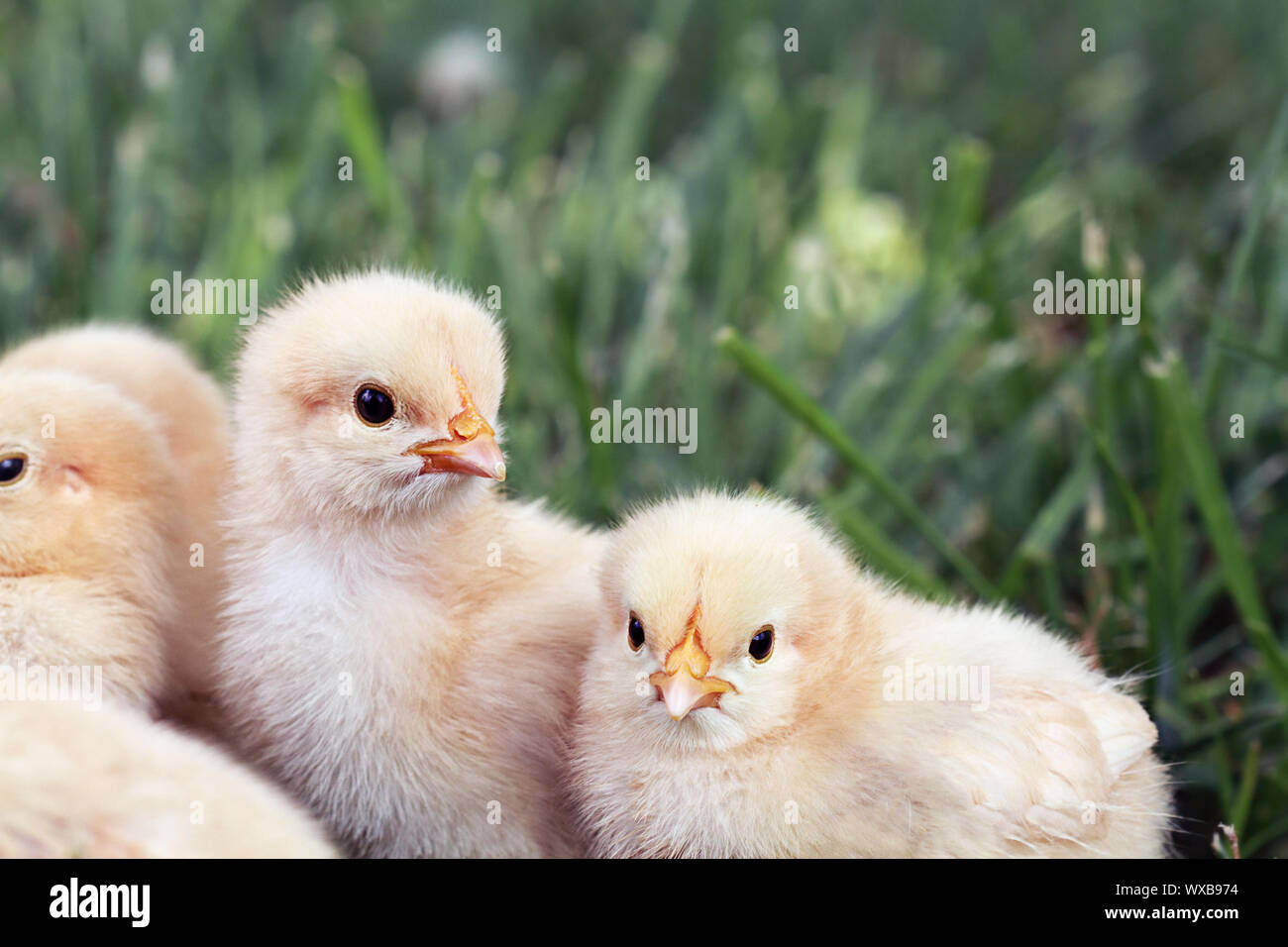 Buff orpington chicks hi-res stock photography and images - Alamy