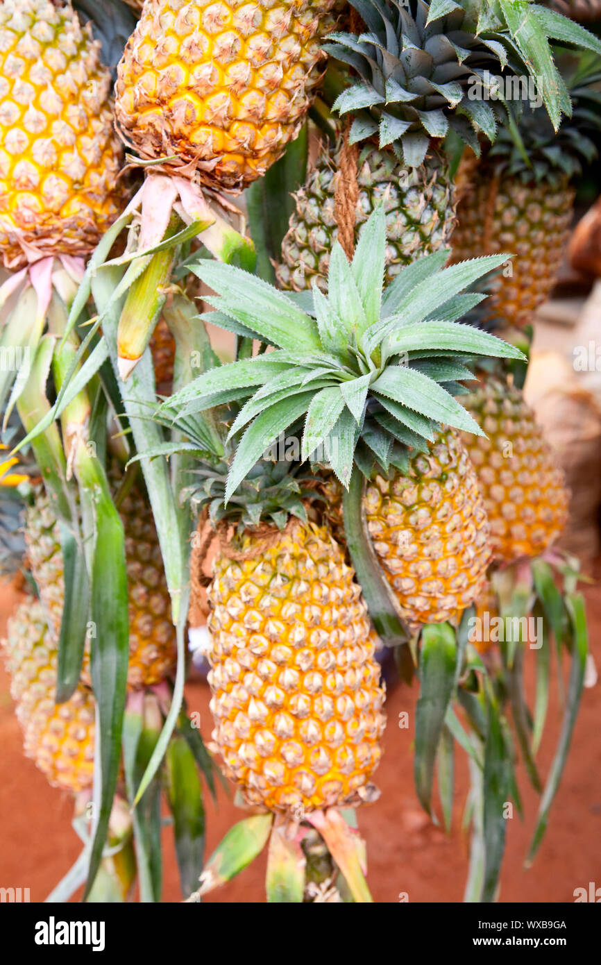 Pineapple Farm Srilanka