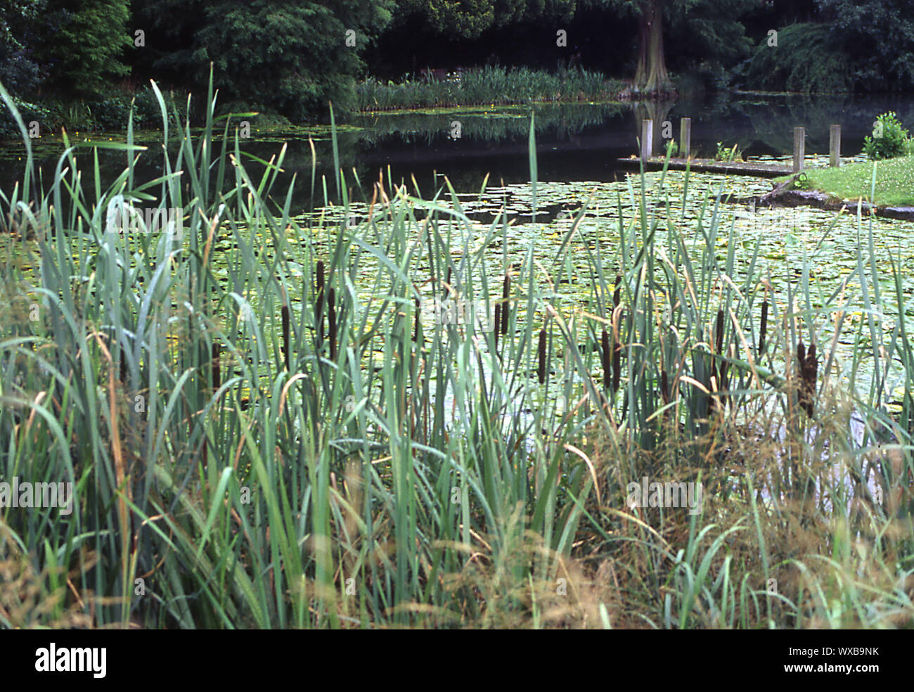 Water edge plants hi-res stock photography and images - Alamy