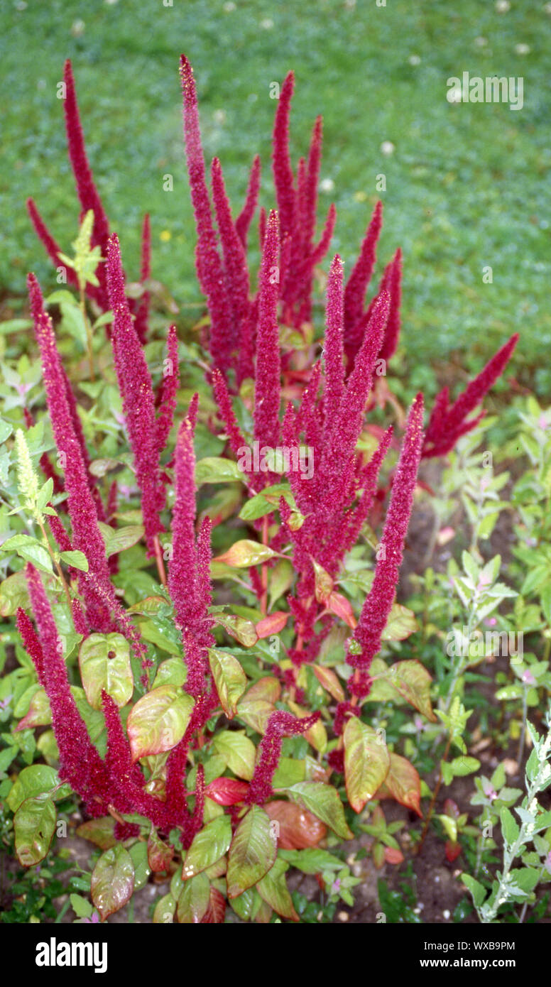 Lotus Tree High Resolution Stock Photography and Images - Alamy