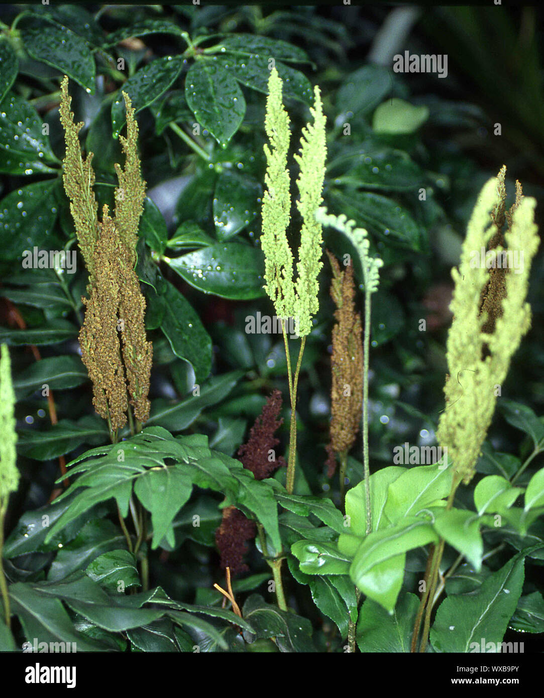 Fern plants with fruit stalks in the tropical forest Stock Photo - Alamy