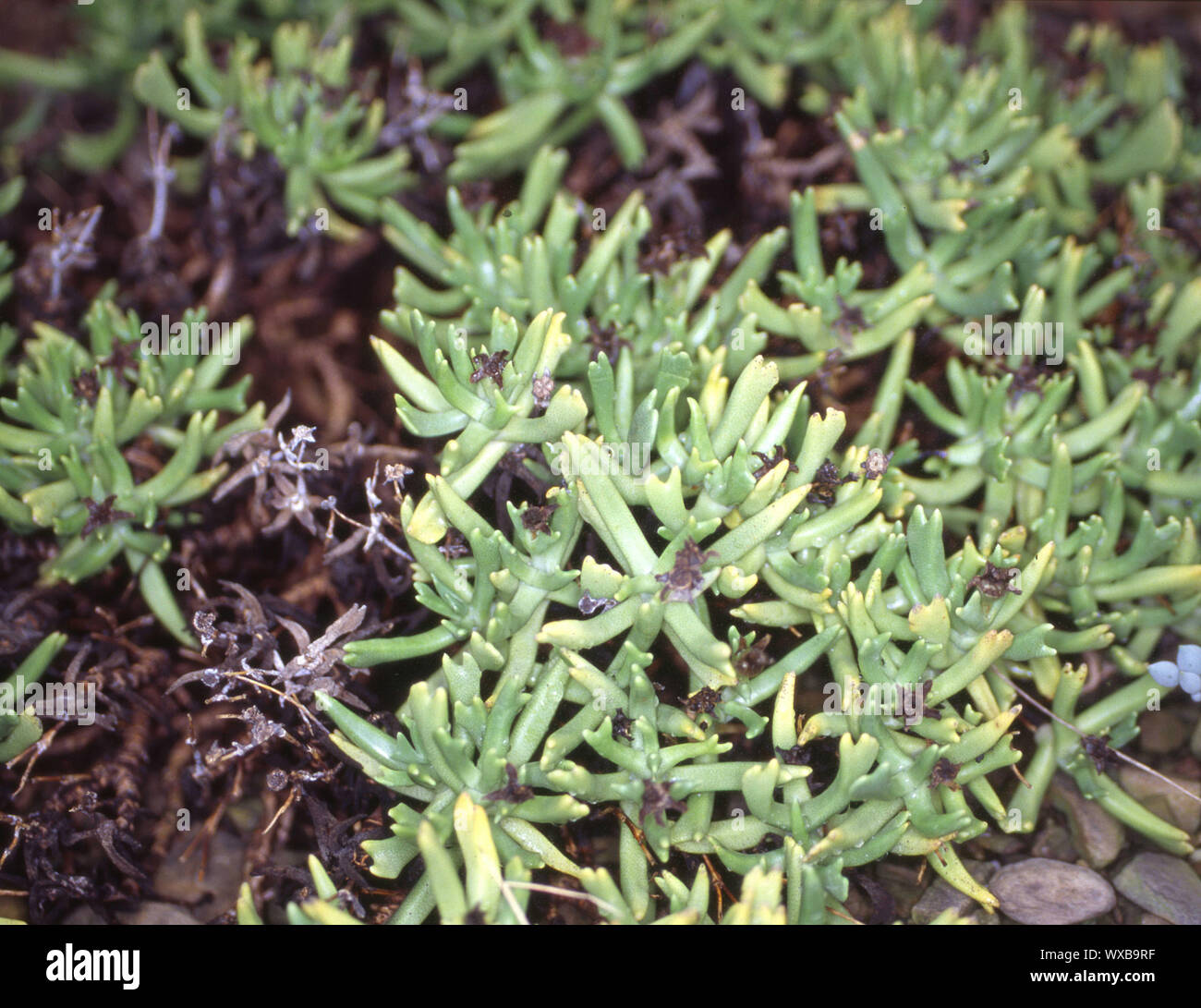 Thick leaf plants hi-res stock photography and images - Alamy