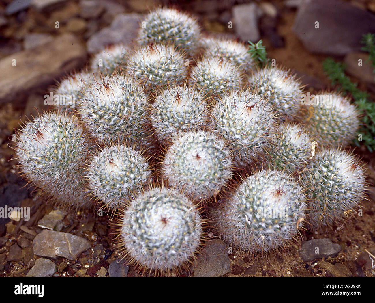 Round plant with thorns hi-res stock photography and images - Alamy