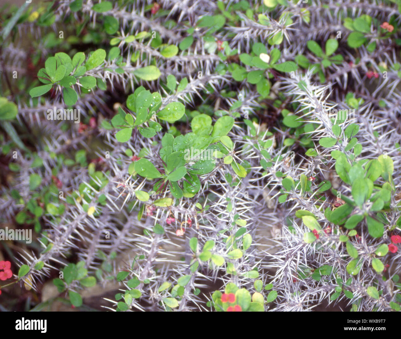 Cacti leaves hi-res stock photography and images - Alamy