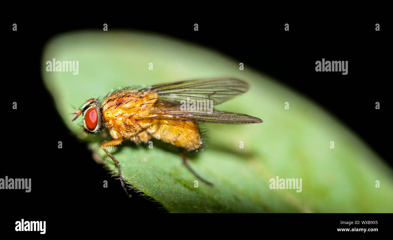 Warble fly hi-res stock photography and images - Alamy