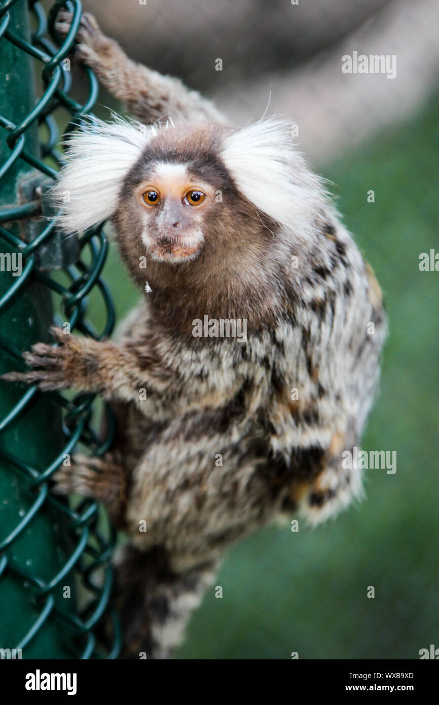 a common marmoset (Callithrix jacchus Stock Photo - Alamy