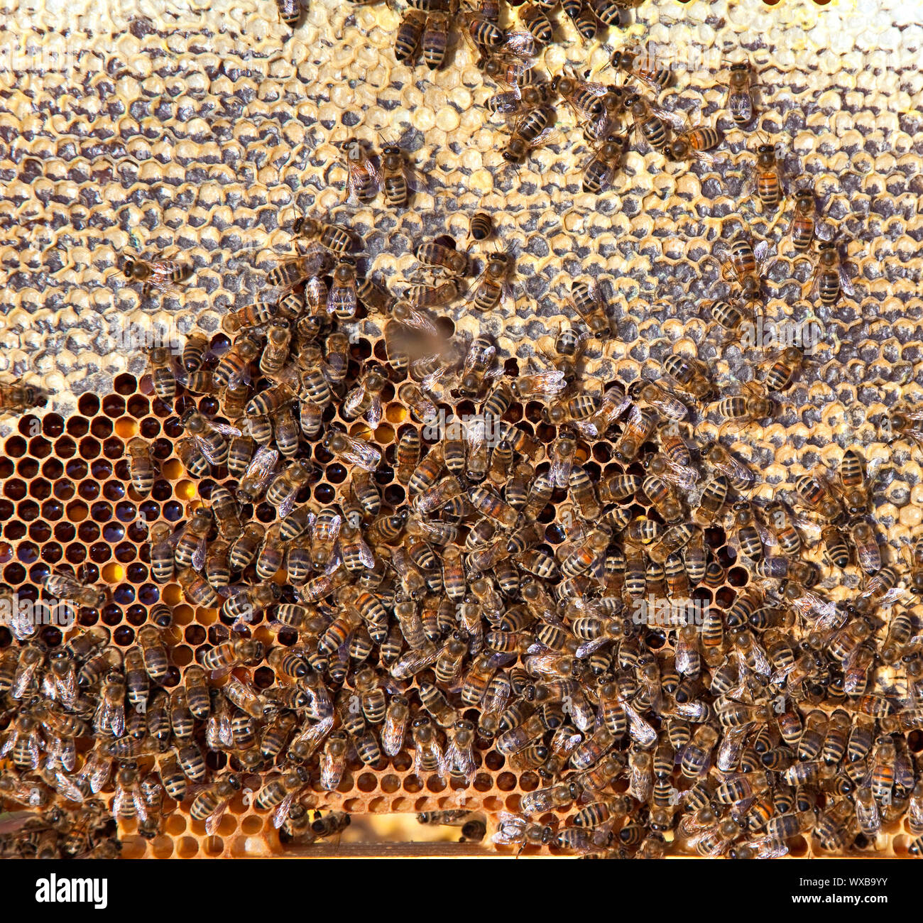 A photography of beautiful little bees in early spring time Stock Photo ...