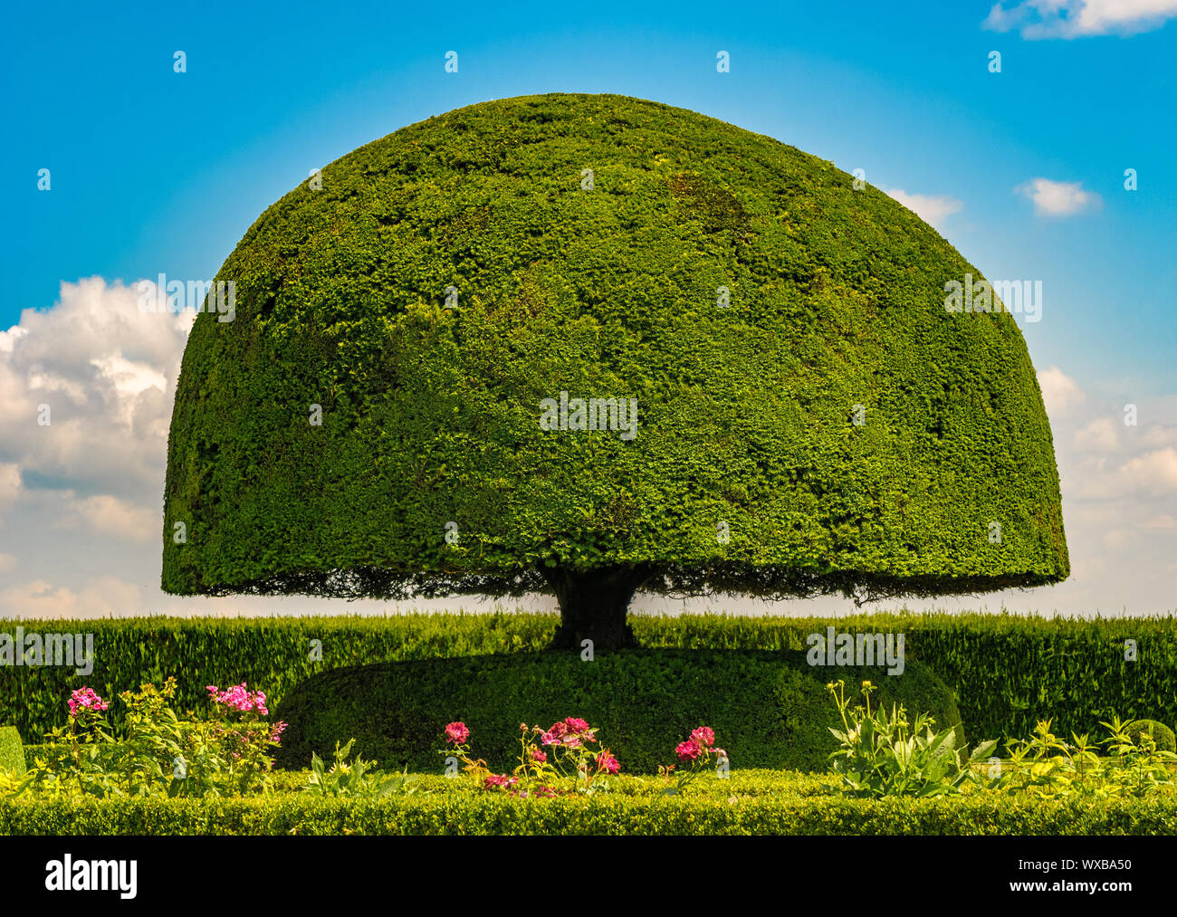 Mushroom shaped tree hi-res stock photography and images - Alamy