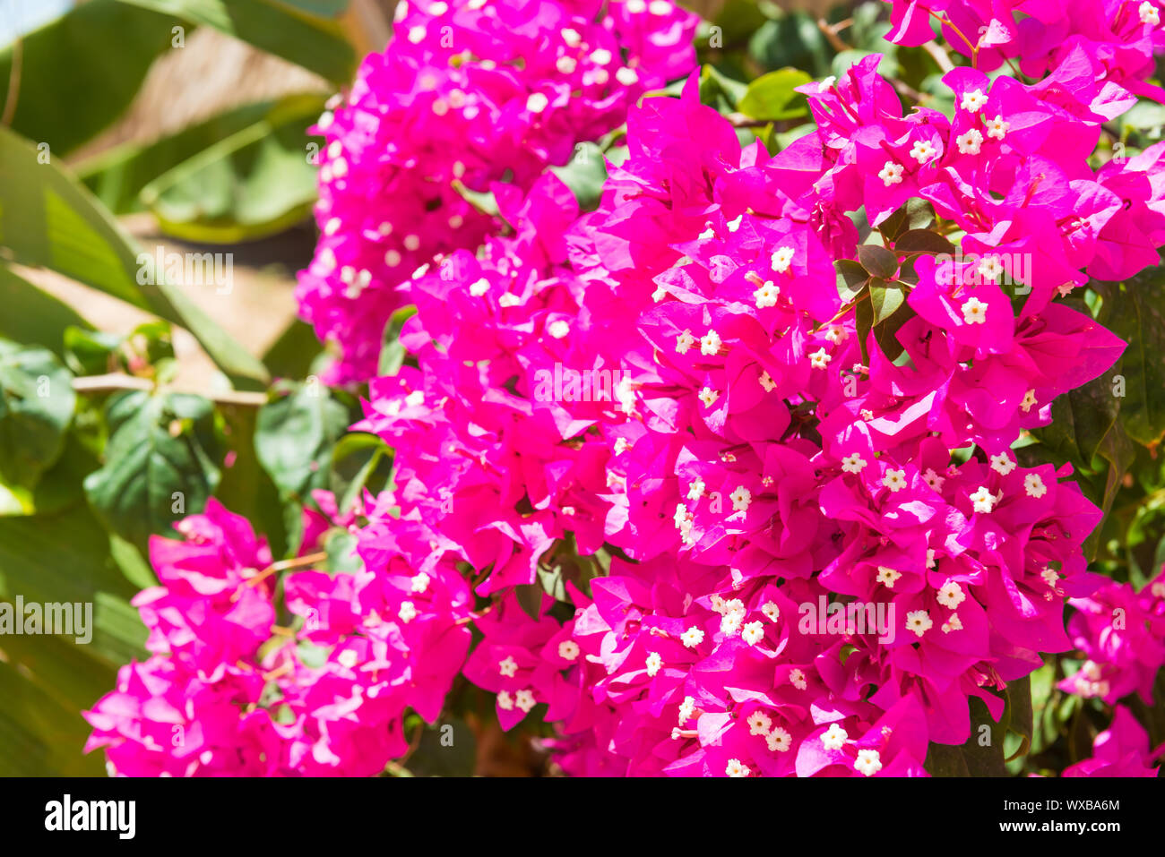 Bougainvillea pink flowers in mediterranean hi-res stock photography ...