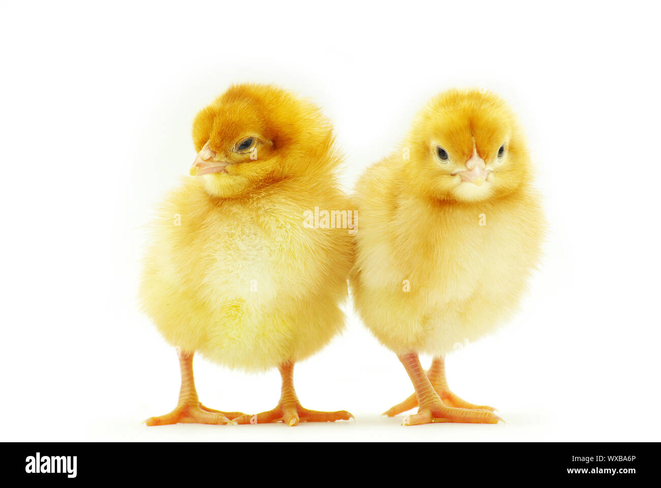 Cute little baby chicken isolated on white background Stock Photo - Alamy