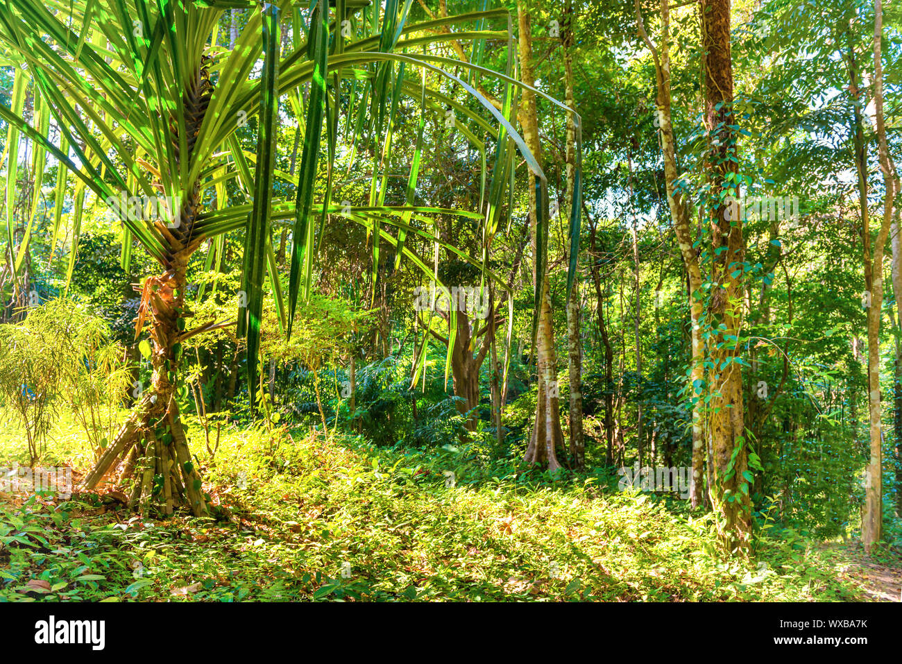 Landscape of tropical jungle forest Stock Photo - Alamy
