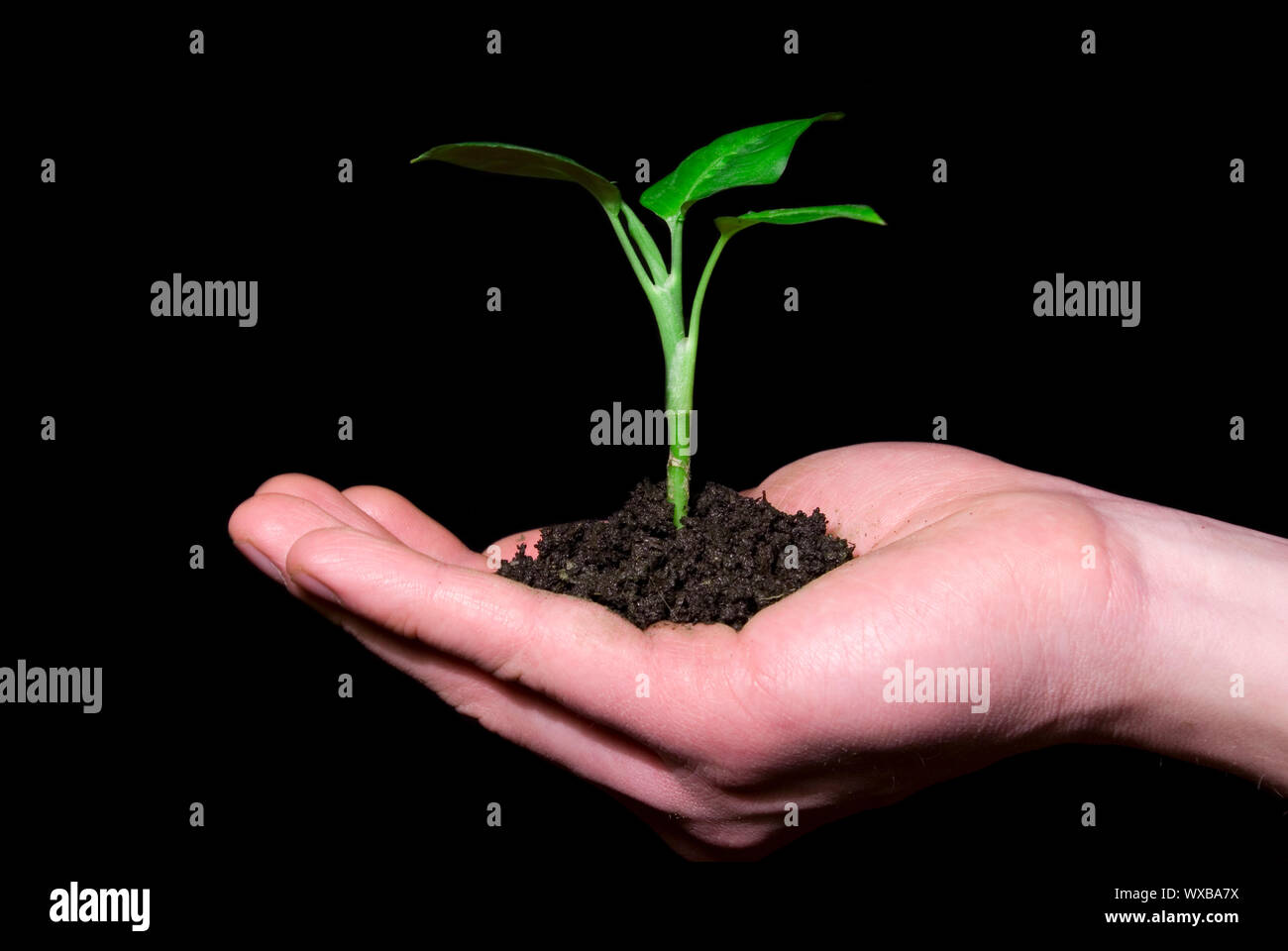 Hands holding sapling in soil Stock Photo - Alamy