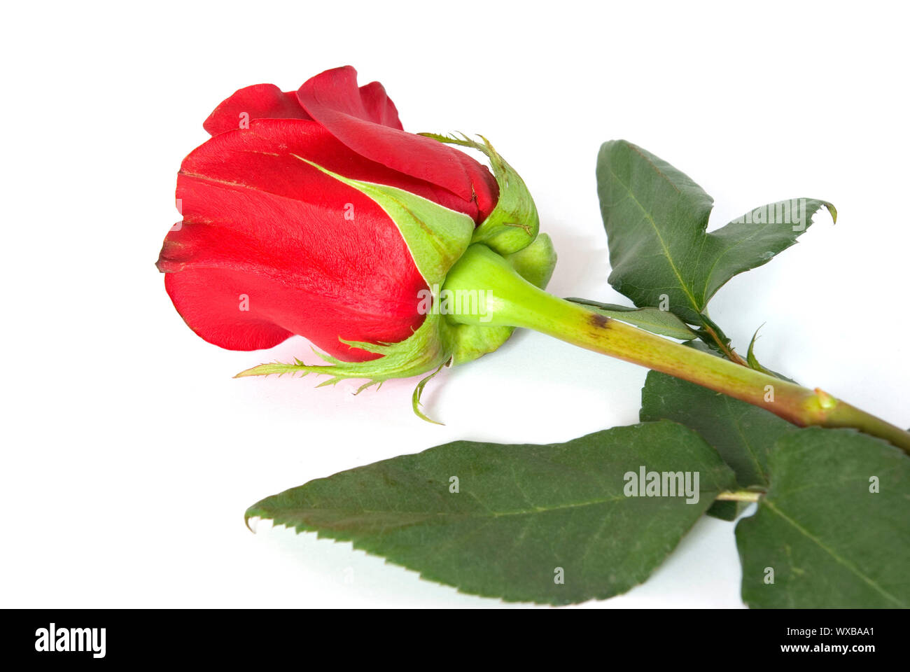 beautiful red rose on a white background Stock Photo - Alamy