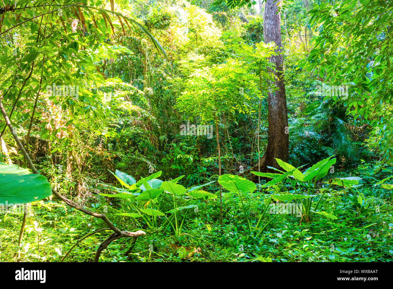 Tropical jungle hi-res stock photography and images - Alamy