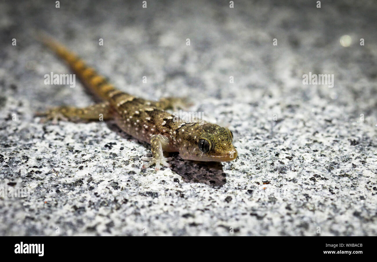 the Gran Canary Giant Lizard, Canary Lizard, Gekko Stock Photo - Alamy