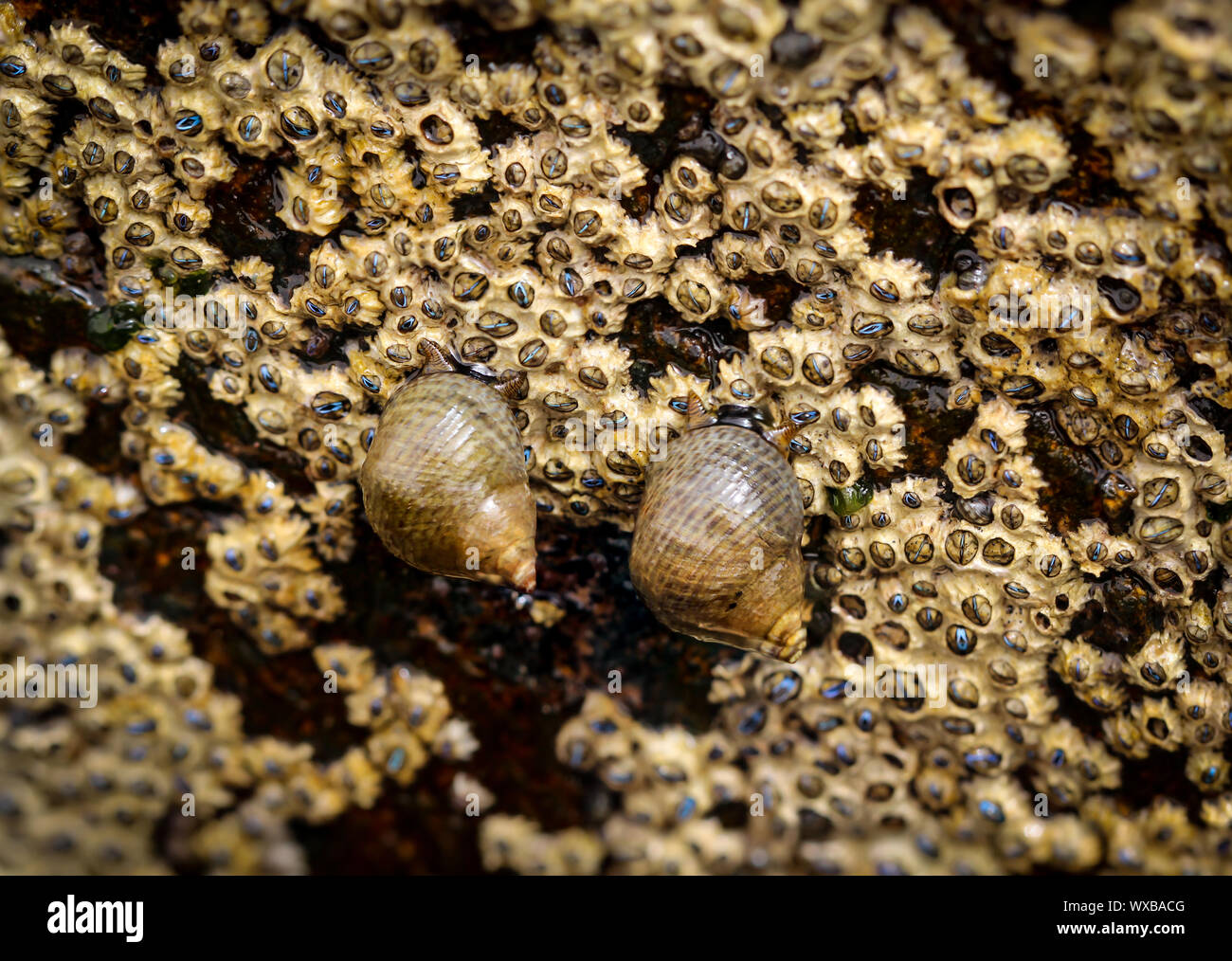 Barnacles, snails on a rock in the sea Stock Photo - Alamy