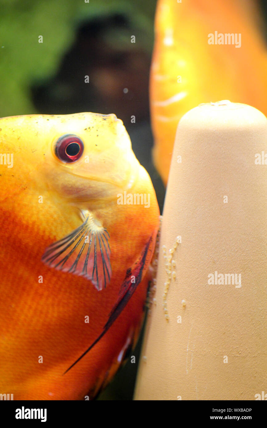 Colorful discus fish in the aquarium Stock Photo - Alamy