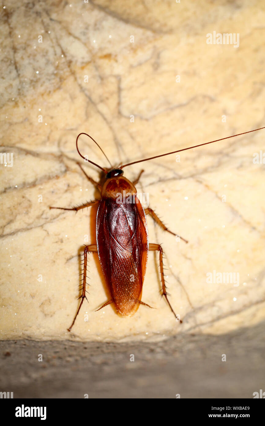 Cockroach runs up a wall Stock Photo - Alamy