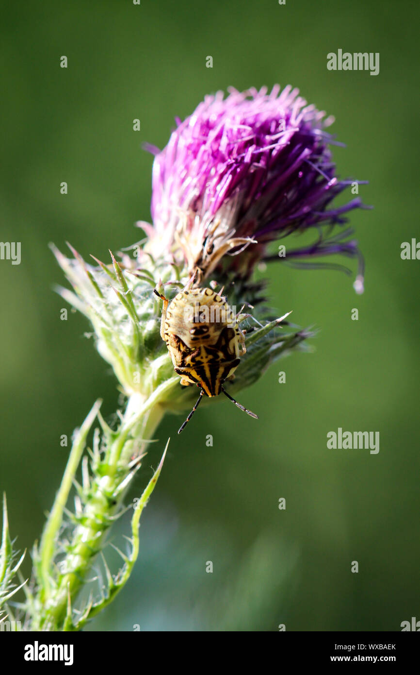 A bug or beetle on a plant, thistle Stock Photo - Alamy