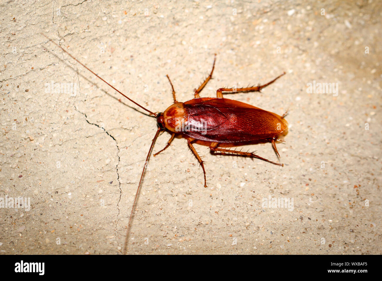 Living with disease hi-res stock photography and images - Alamy