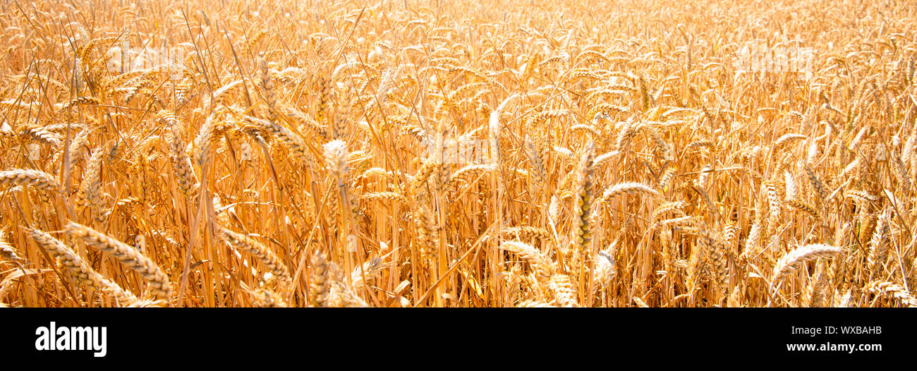 summer landscape with field of corn under blue sky Stock Photo - Alamy