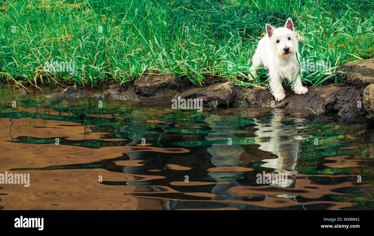 Cute dog at riverside looking to camera Stock Photo - Alamy