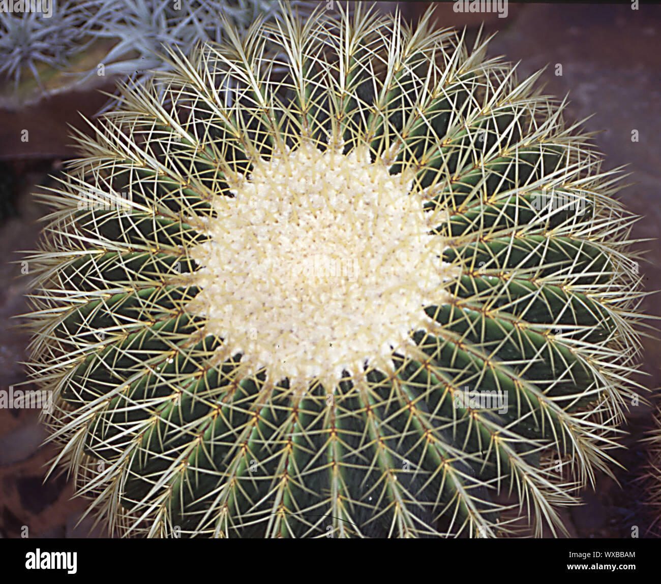 Mother in law cactus hi-res stock photography and images - Alamy