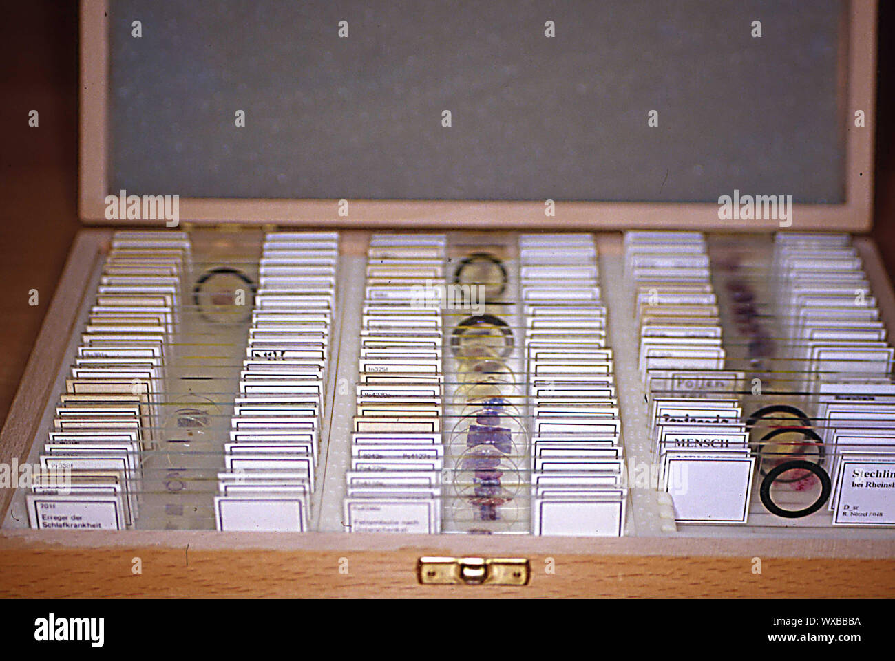 Histologische hi-res stock photography and images - Alamy