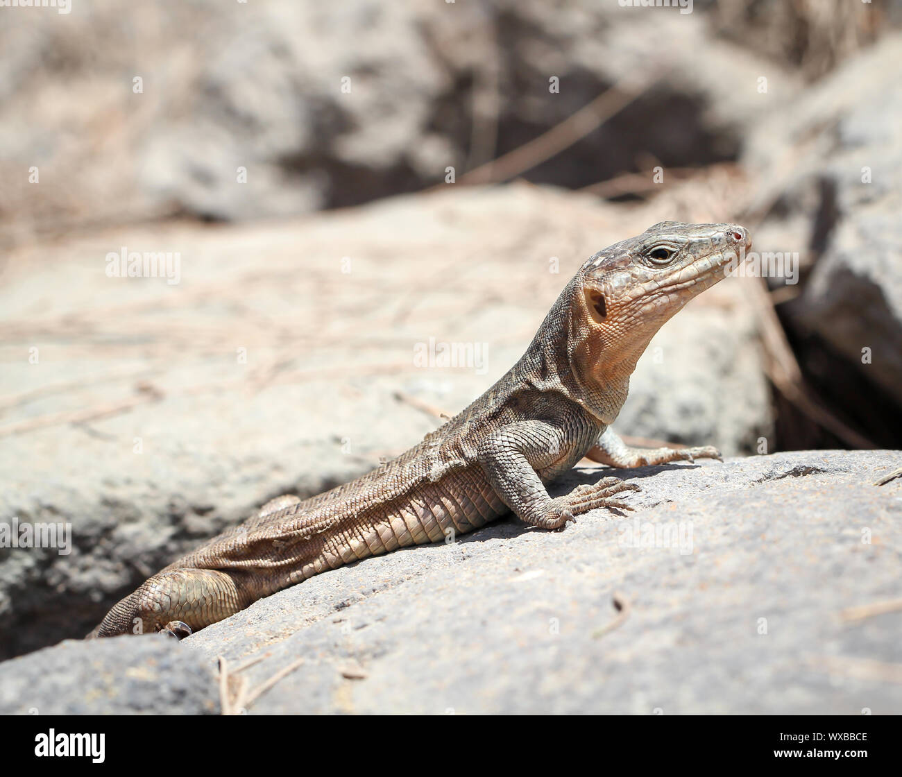 the Gran Canary Giant Lizard, Canary Lizard, Gekko Stock Photo - Alamy