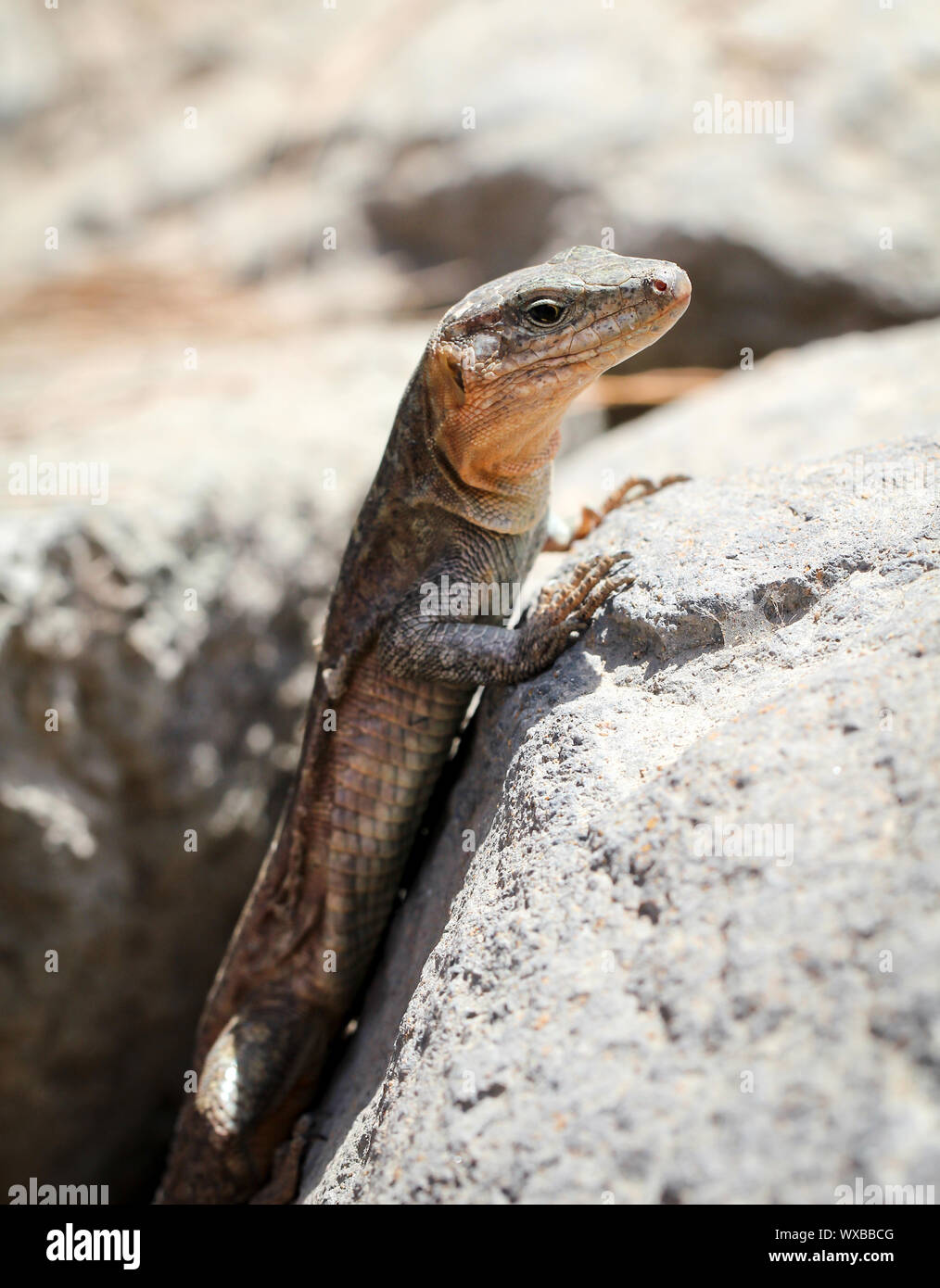 the Gran Canary Giant Lizard, Canary Lizard, Gekko Stock Photo - Alamy