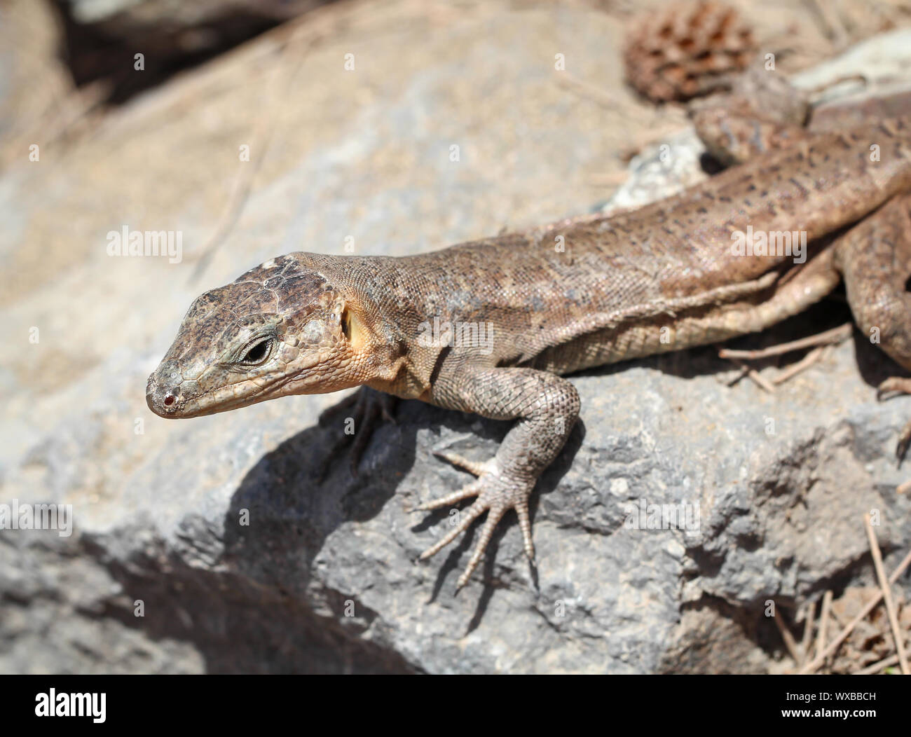 the Gran Canary Giant Lizard, Canary Lizard, Gekko Stock Photo - Alamy