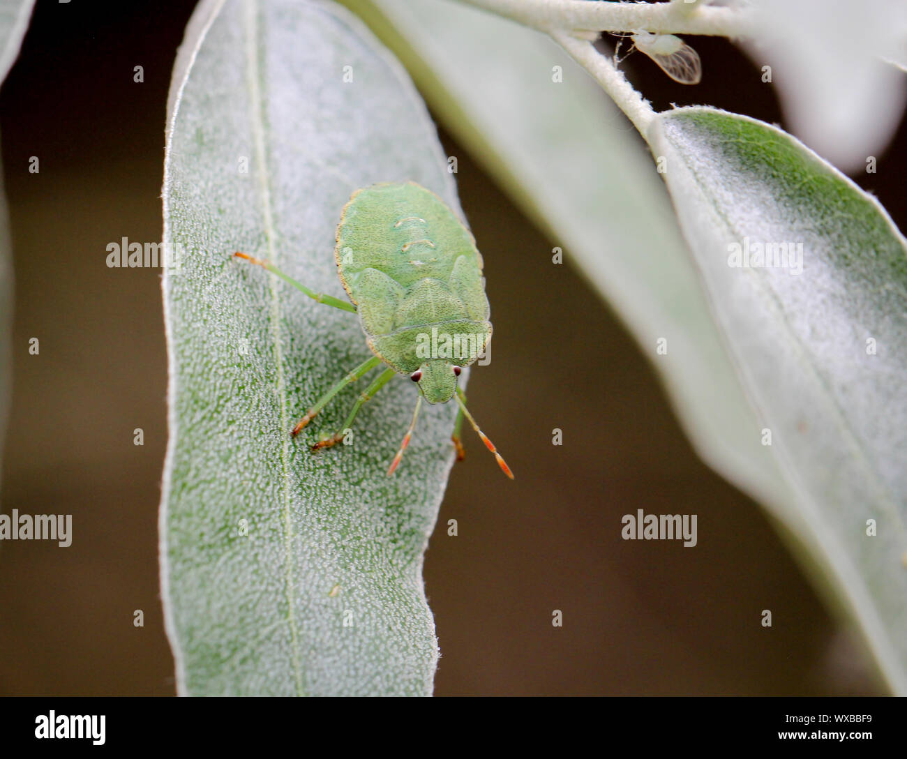 A bug or beetle on a plant Stock Photo - Alamy