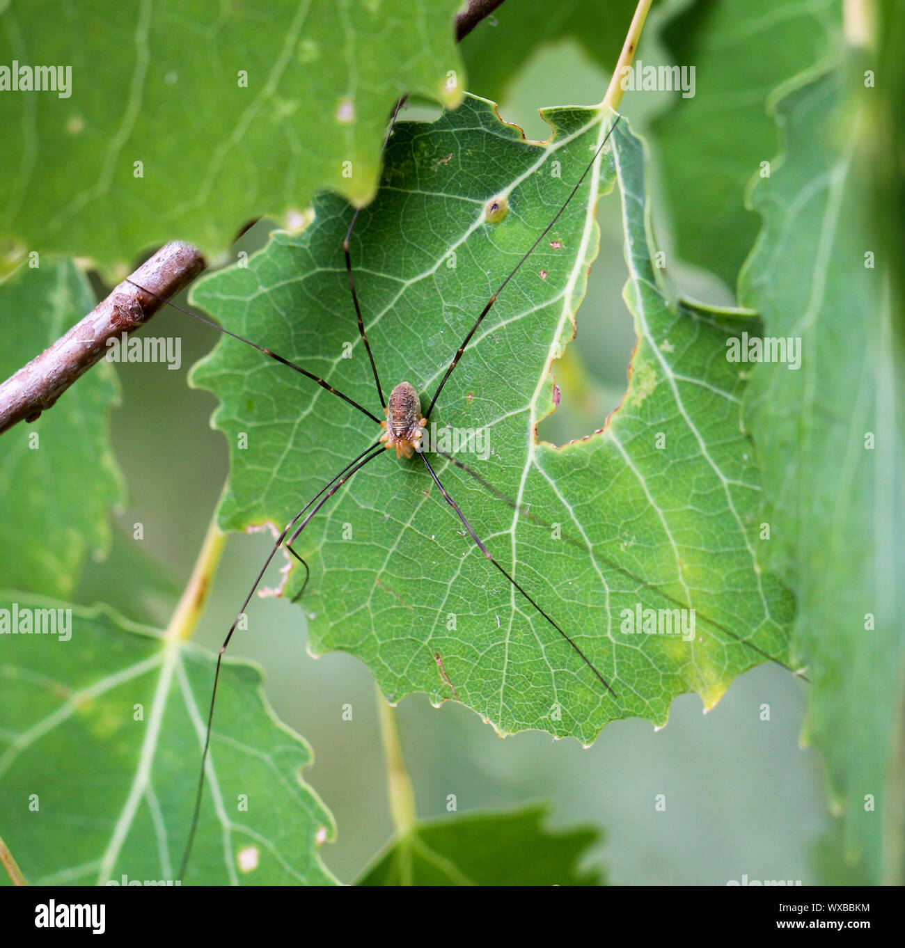 Opuntia spider hi-res stock photography and images - Alamy