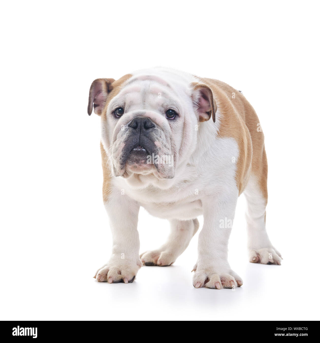 English bulldog standing still over white background Stock Photo - Alamy