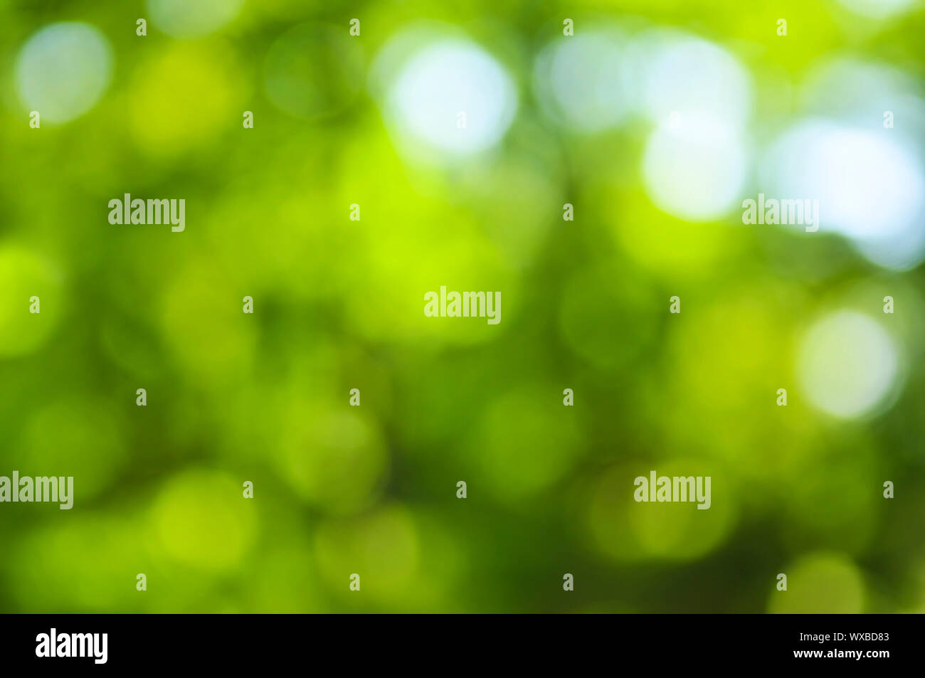 Green natural background of out of focus forest or bokeh Stock Photo ...