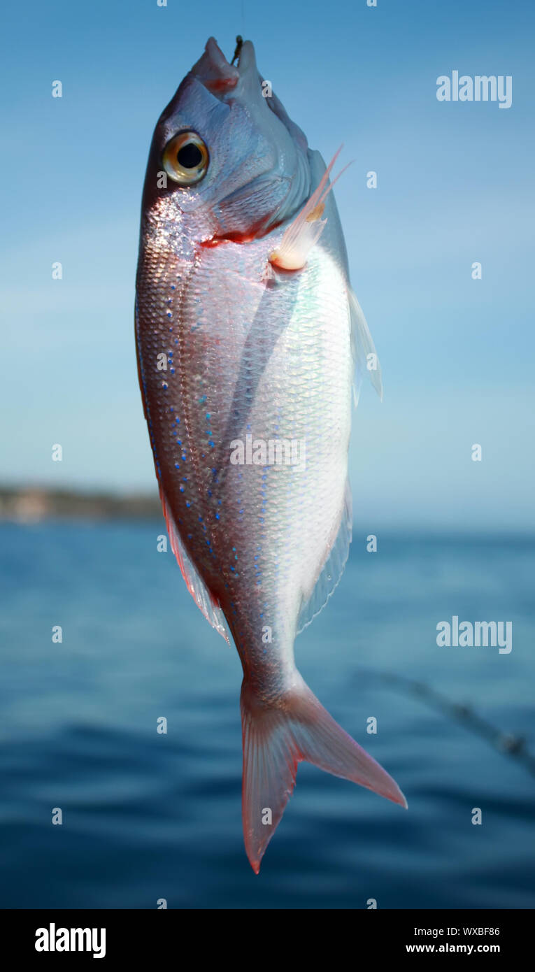 This is a photo of hooked fish with sea on the background Stock Photo ...